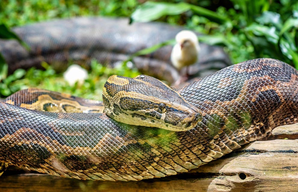 African Rock Python in Uganda Stock Photo - Image of scales, serpent ...