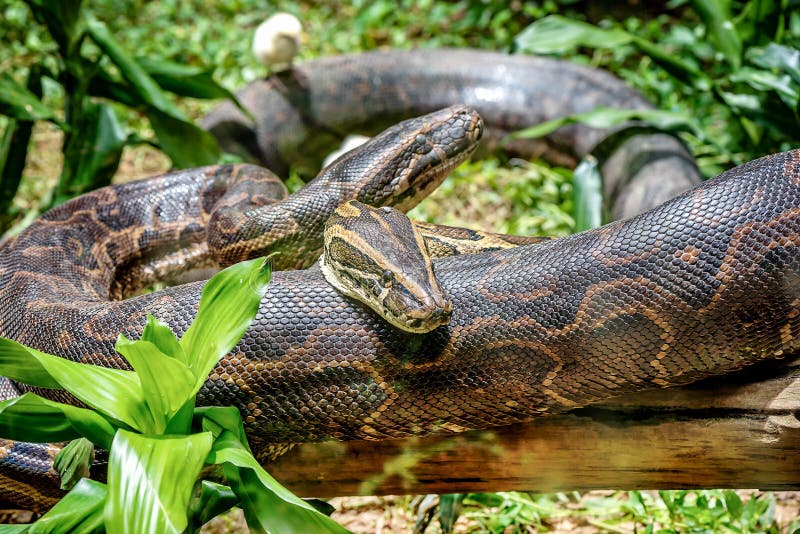 African Rock Python in Uganda Ready To Eat Little Chicks Stock Image ...