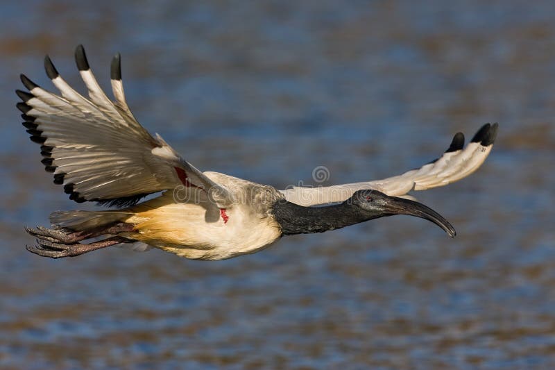African Sacred Ibis stock photo. Image of flight, wings - 6743808