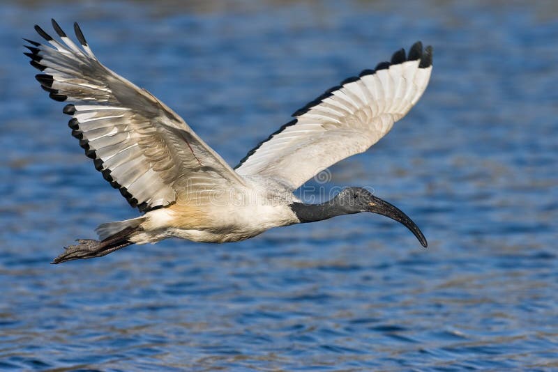 African Sacred Ibis stock photo. Image of african, wilderness - 6797448