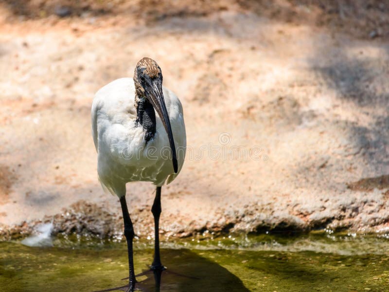 African Sacred Ibis Bird stock image. Image of sacred - 78875179