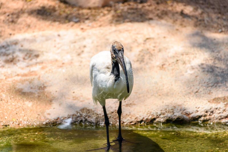 African Sacred Ibis Bird stock photo. Image of african - 78875262