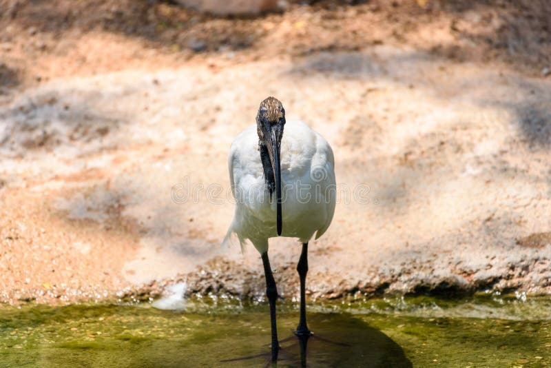 African Sacred Ibis Bird stock image. Image of background - 78875275
