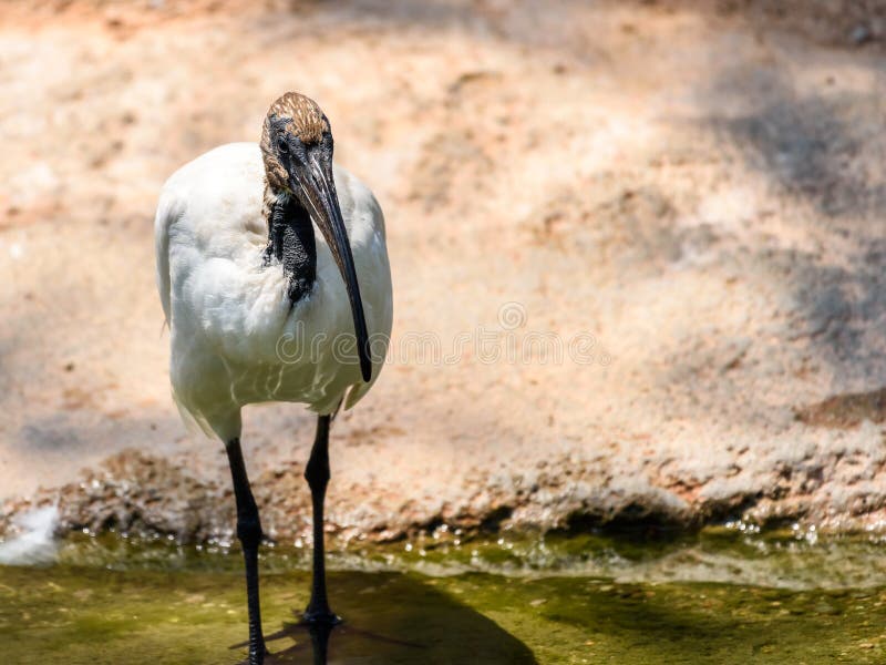 African Sacred Ibis Bird stock image. Image of native - 78875477