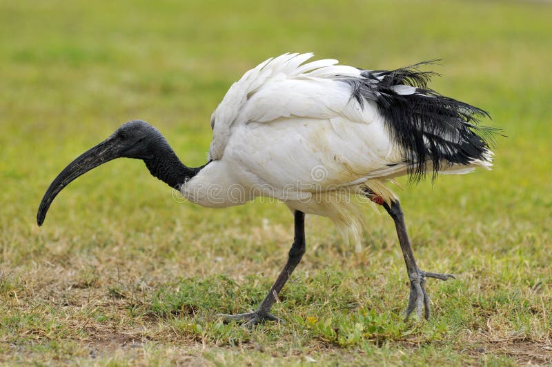 African Sacred Ibis Walking Stock Image - Image of aethiopicus, profile ...