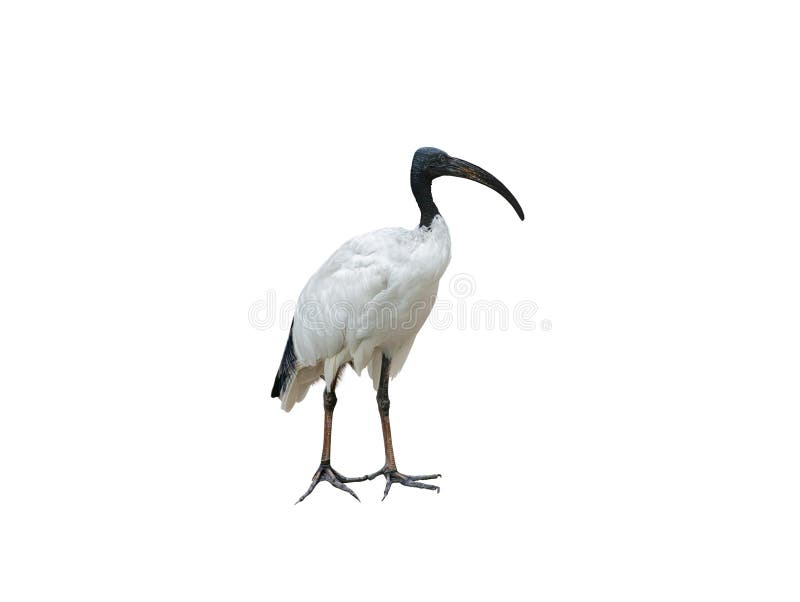 African Sacred Ibis Isolated on White Background Stock Image - Image of ...