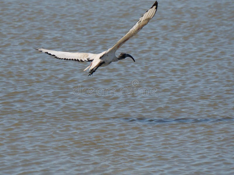 African sacred Ibis stock image. Image of park, sacred - 183446371