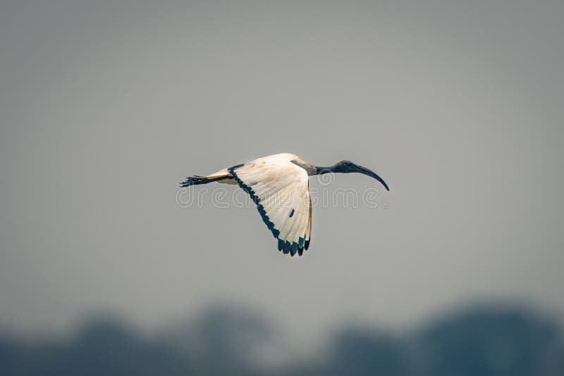 African Sacred Ibis Passes Trees Lowering Wings Stock Photo - Image of ...