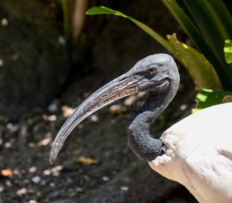 African Sacred Ibis Portrait Stock Image - Image of outdoors, nature ...