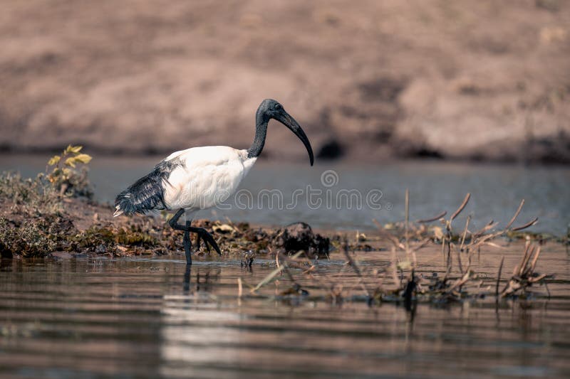 African Sacred Ibis in Shallows Lifting Foot Stock Photo - Image of ...