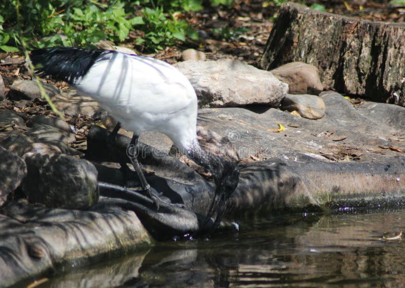 African sacred ibis stock image. Image of eyes, national - 97337763