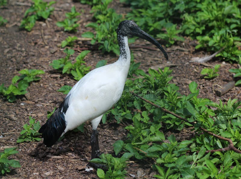 African sacred ibis stock image. Image of beak, cutout - 97338275