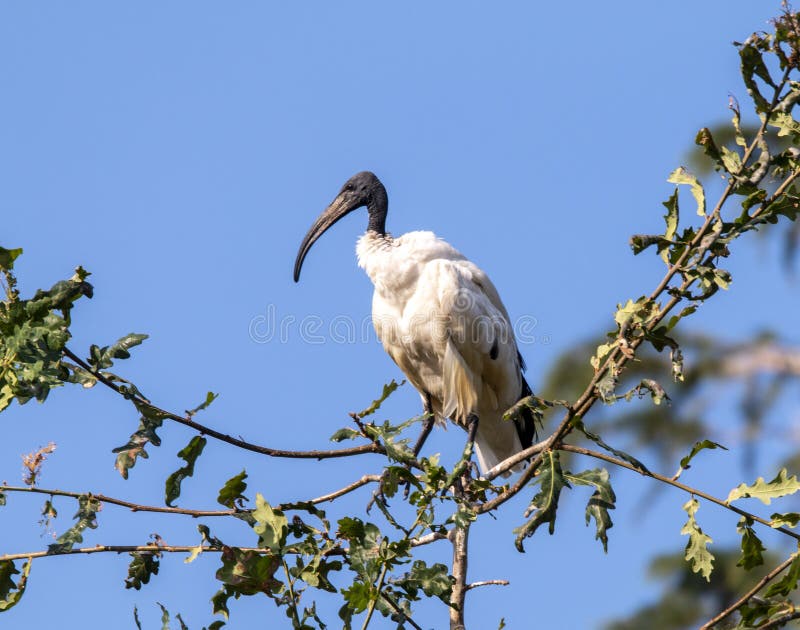 African sacred ibis stock image. Image of tree, african - 195556255