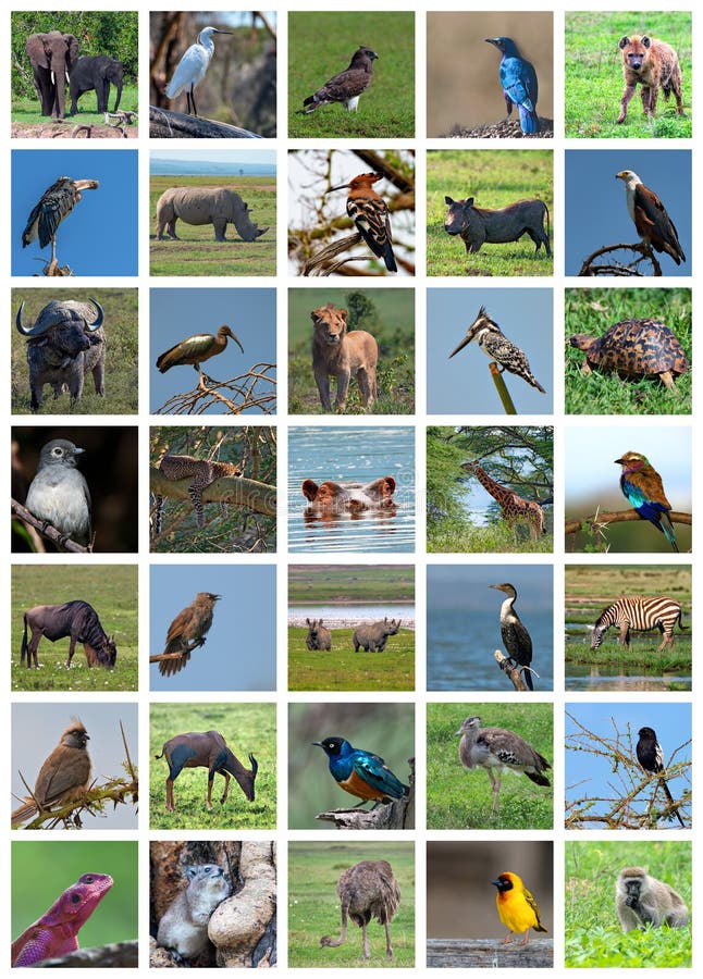 212 Collage Wild Animals Birds Stock Photos - Free & Royalty-Free Stock ...