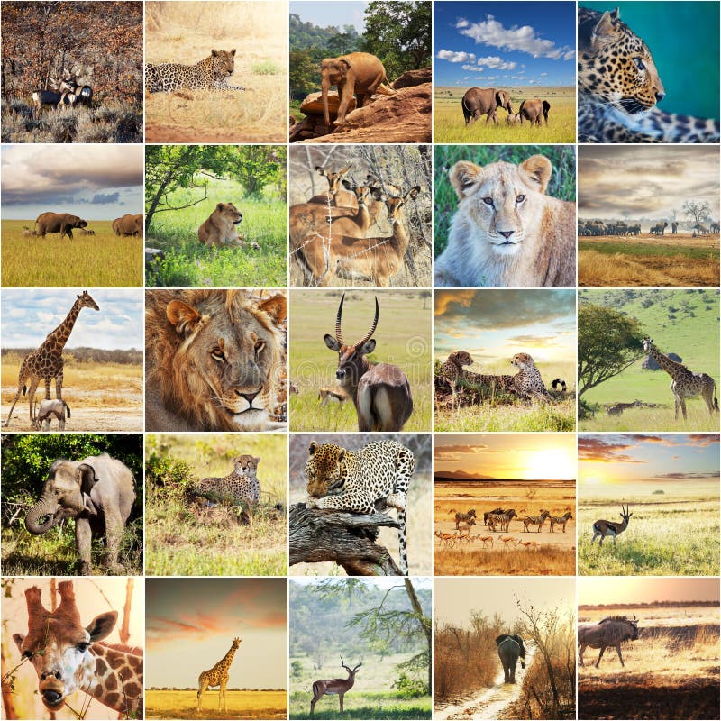 223 African Animals Safari Collage Stock Photos - Free & Royalty-Free ...