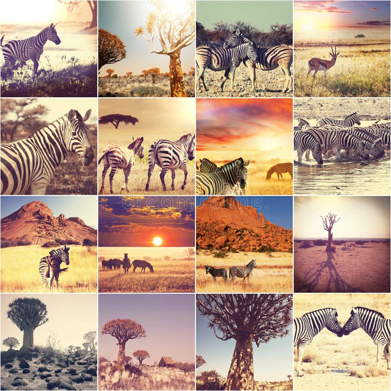 188 African Animals Safari Collage Photos - Free & Royalty-Free Stock ...