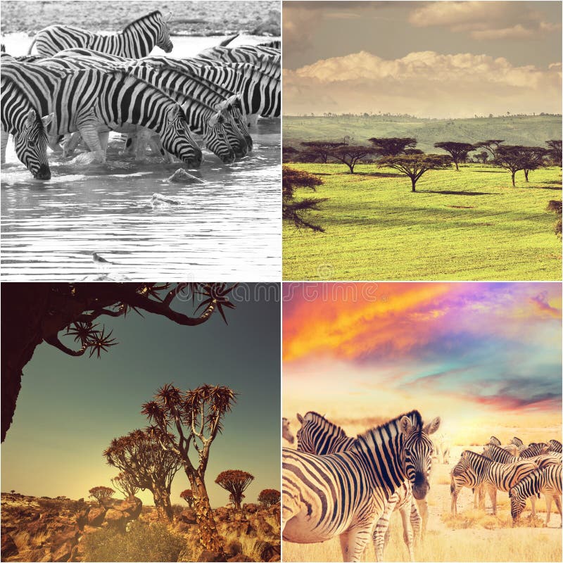 223 African Animals Safari Collage Stock Photos - Free & Royalty-Free ...