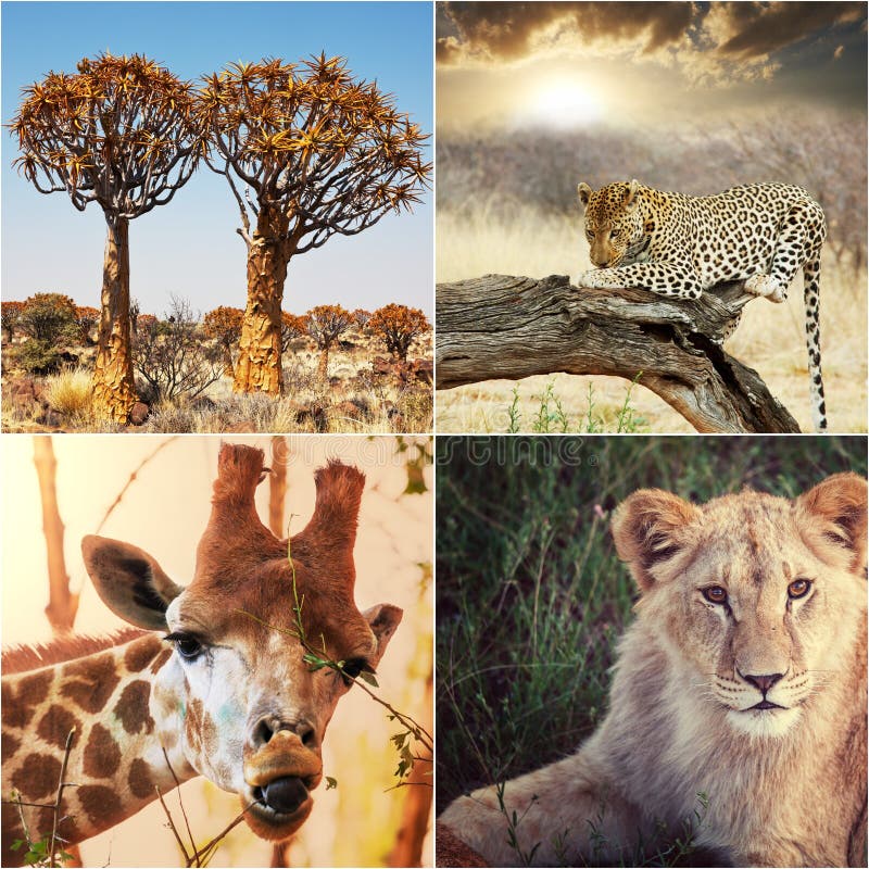 188 African Animals Safari Collage Photos - Free & Royalty-Free Stock ...