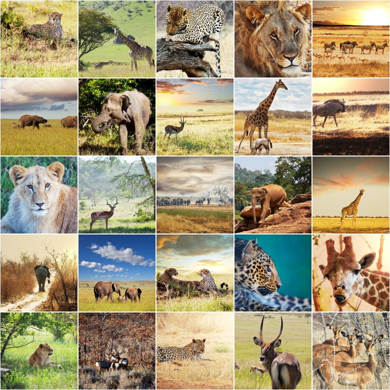 223 African Animals Safari Collage Stock Photos - Free & Royalty-Free ...