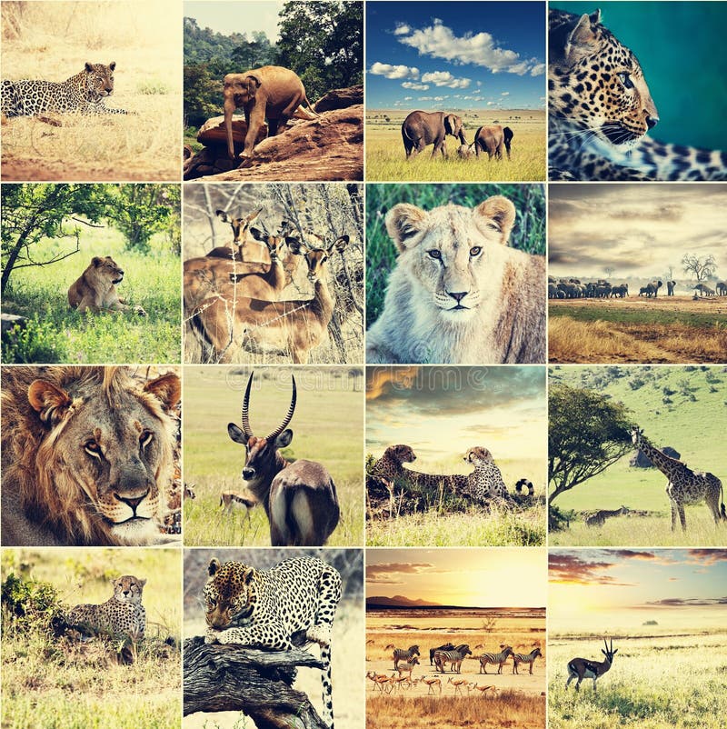 223 African Animals Safari Collage Stock Photos - Free & Royalty-Free ...