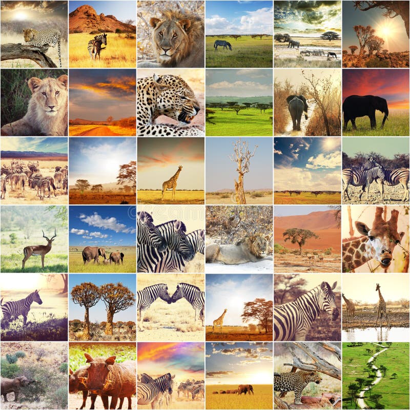 223 African Animals Safari Collage Stock Photos - Free & Royalty-Free ...
