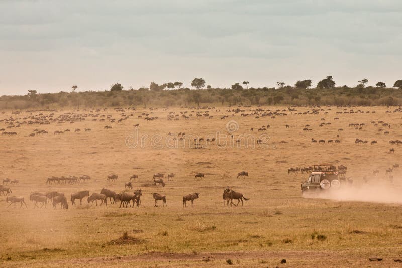 African Safari Jeep stock photo. Image of adventure, interaction - 24805178