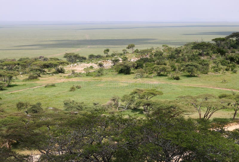 Ecosystem, Tree, Savanna, Grassland Picture. Image: 111111280