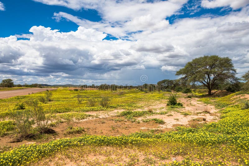 African savanna in bloom stock image. Image of beauty - 110386697