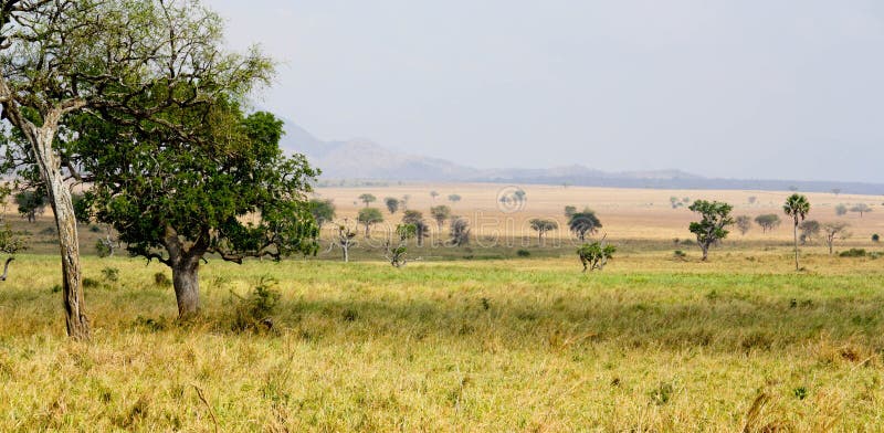 Ecosystem, Tree, Savanna, Grassland Picture. Image: 111111280
