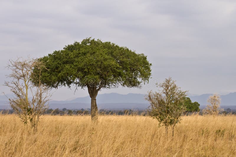 African savannah stock photo. Image of natura, tree, africa - 26791410