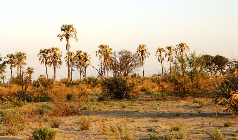 African savannah stock image. Image of vegetation, flora - 3008219