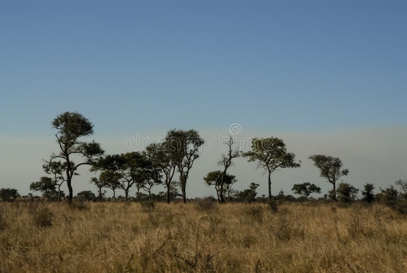 African savannah landscape stock image. Image of lined - 173266949