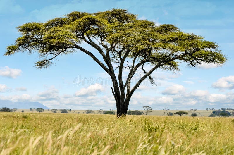 Lovely African Savannah Landscape With Acacia Trees Growing In Tall Grass Stock Image Image Of