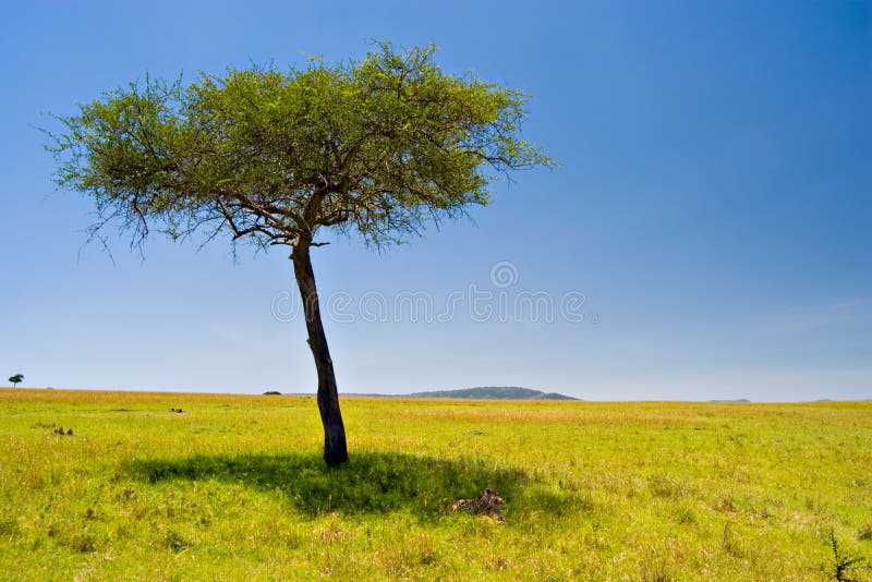 African Scene stock photo. Image of acacia, lonely, drive - 1694774