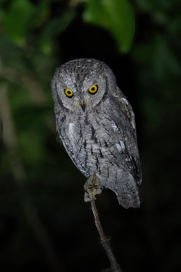 African Scops Owl on Branch Looking Down Stock Photo - Image of park ...