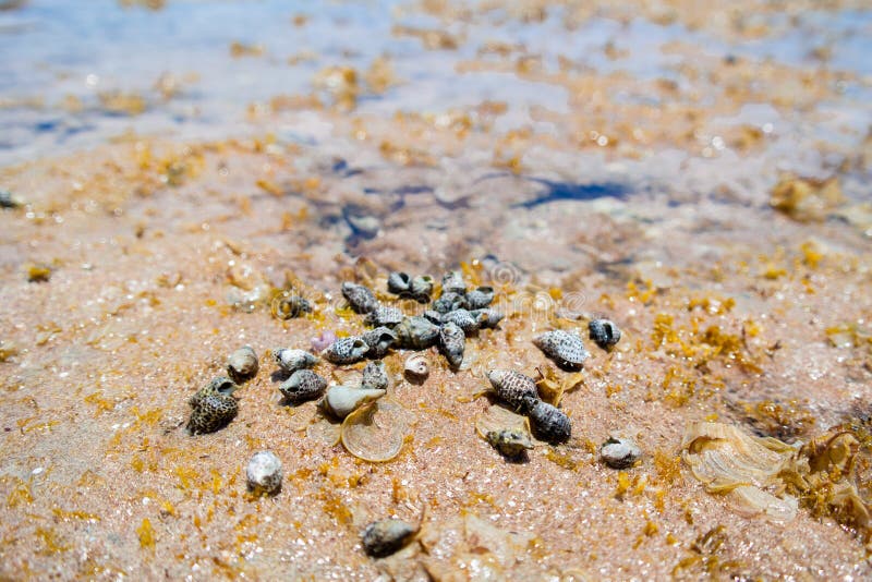 African seashells stock image. Image of makadi, redsea - 60438069
