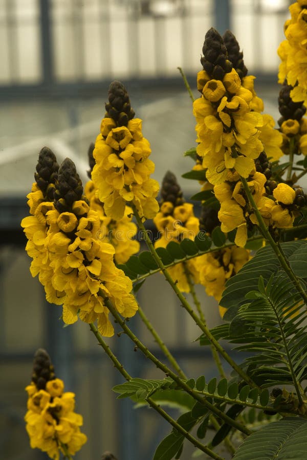 African Senna Senna Didymobotrya. Stock Photo - Image of fresh ...