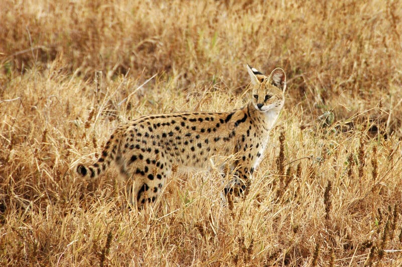 2,132 Tanzania Cats Stock Photos - Free & Royalty-Free Stock Photos ...