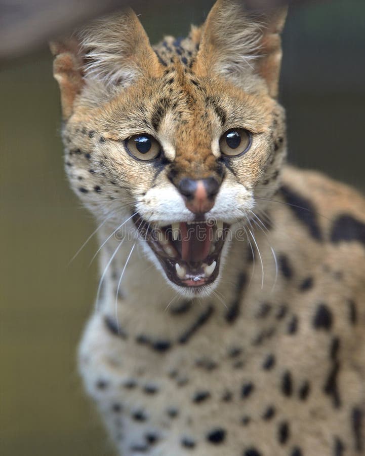 African Serval Male Adult Snarling Stock Image - Image of wildlife ...