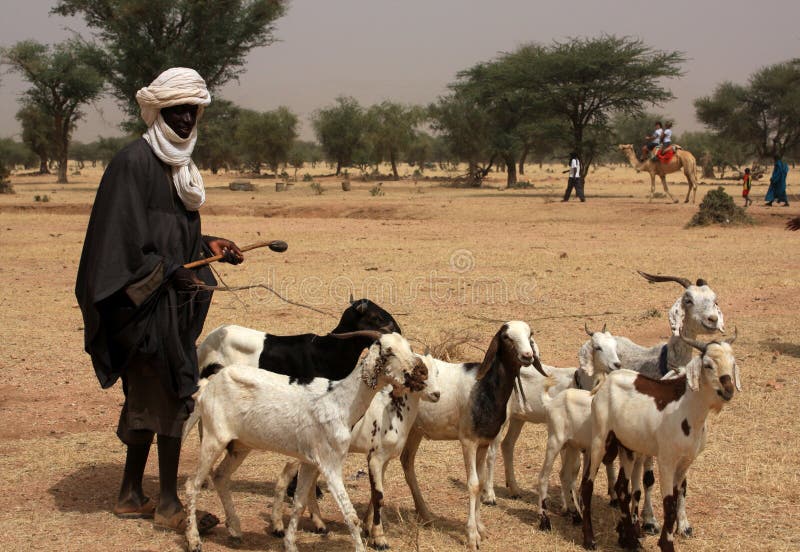 African shepherd editorial image. Image of drive, goats - 8204985