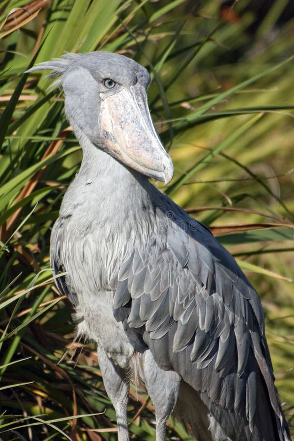 African Shoebill stock image. Image of staring, lizard - 12999463