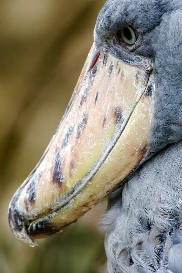 African Shoebill stock image. Image of wildlife, wild - 3717383