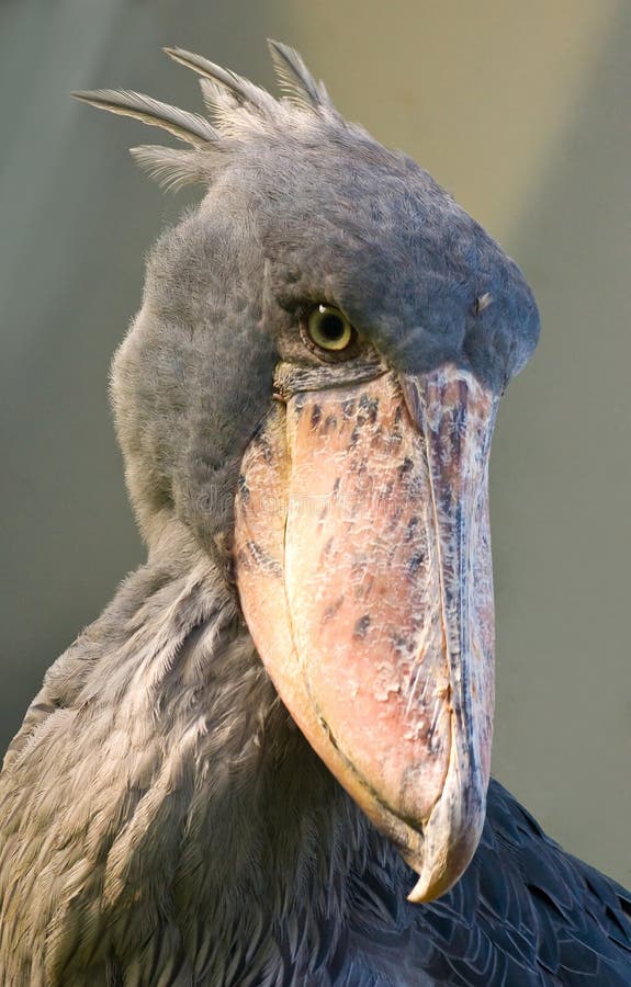 African shoebill bird stock image. Image of nature, grey - 16448655