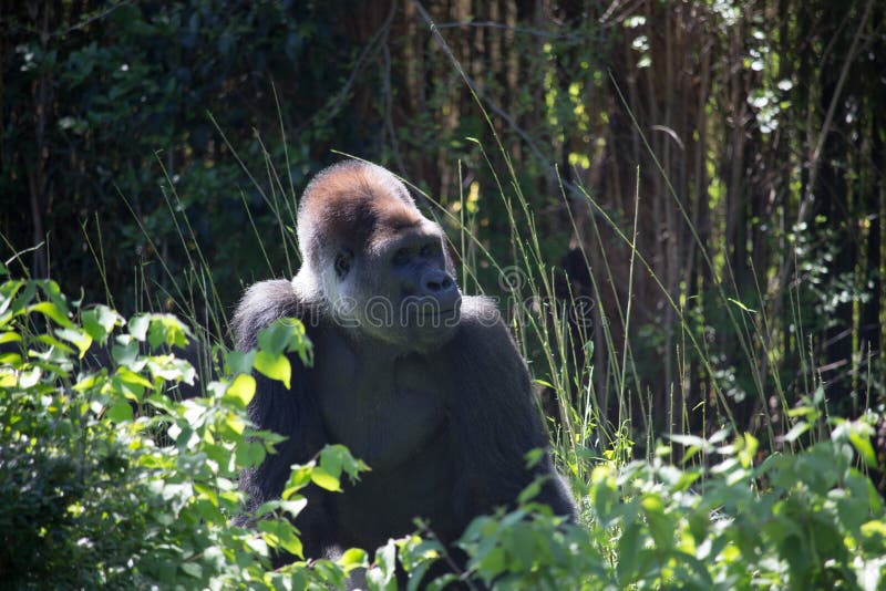 African Silver Back Gorilla Stock Photo - Image of endangered, lowland ...