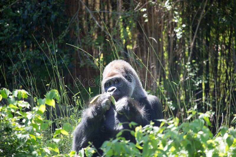 African Silver Back Gorilla Stock Image - Image of silverback, alpha ...