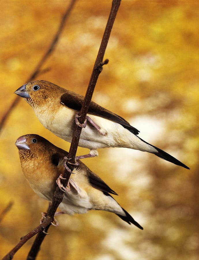 African Silverbill, Lonchura Cantans Stock Photo - Image of lonchura ...