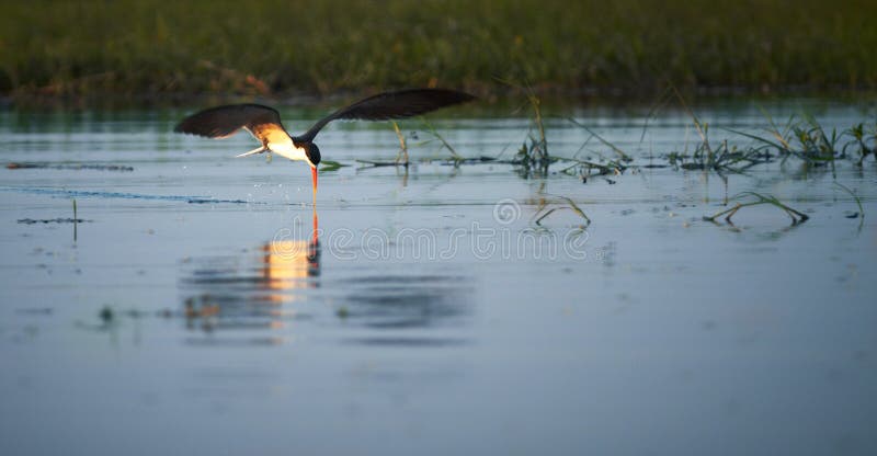African Skimmer stock photo. Image of feathers, rynchops - 31449680