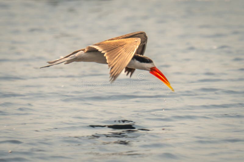 African Skimmer Flies Over River Dribbling Water Stock Photo - Image of ...