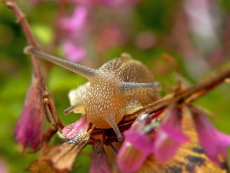 African Snail 1 stock image. Image of sage, flowers, fruits - 37812217