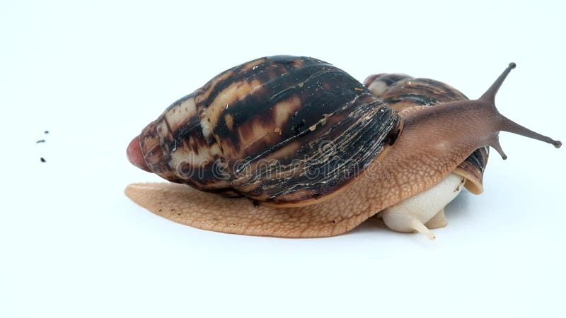 African Snail Footage stock footage. Video of hermaphrodite - 213387178